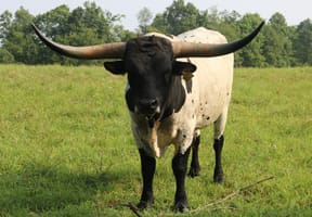 Shop | Lazy AF Cattle Company